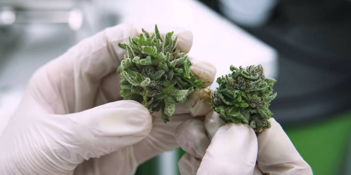 Hemp Extraction Facts to Know: USDA Requirements for Producers